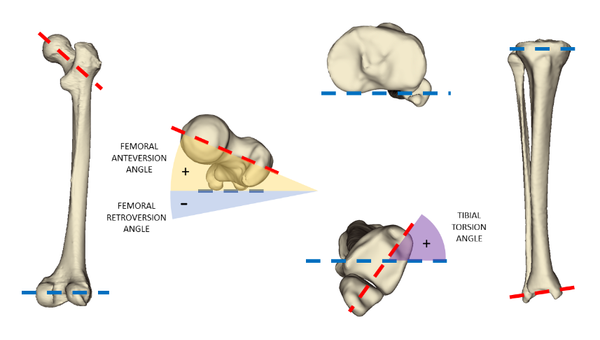 24 Free and Open-source Anatomy, Human Atlas, Human Motion Simulation ...